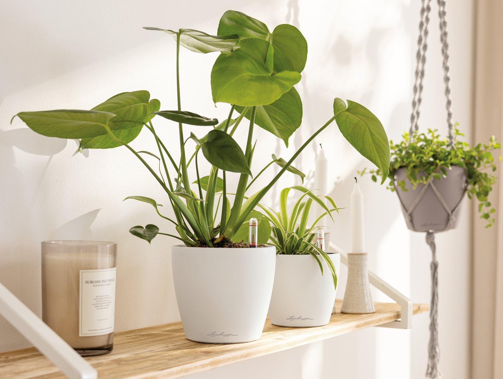 LECHUZA Self-Watering Planters