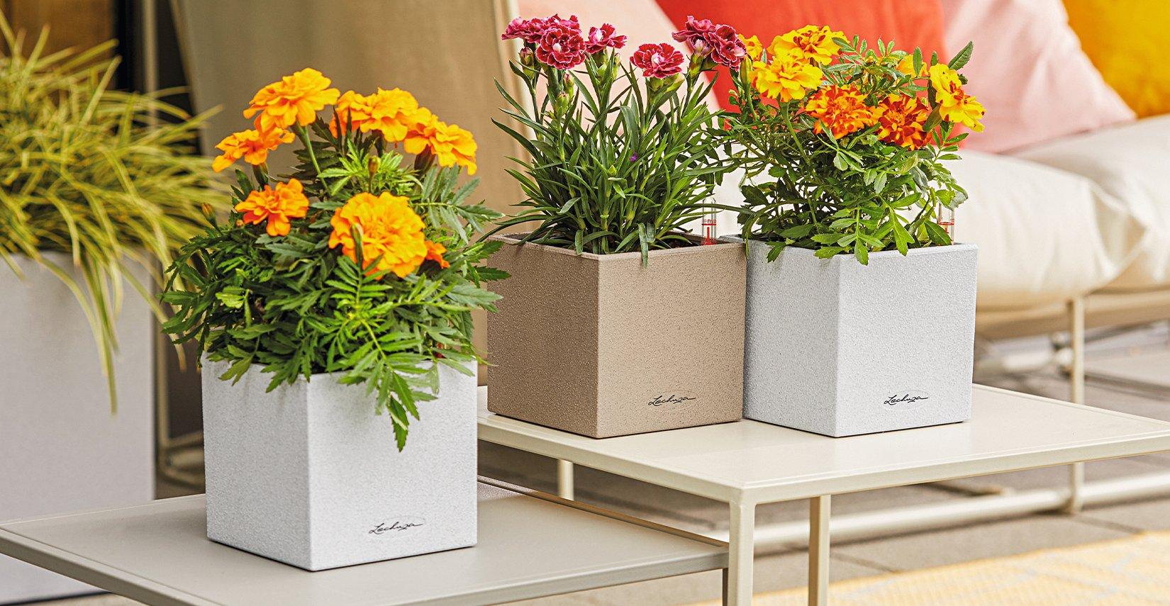 LECHUZA Self-Watering Planters