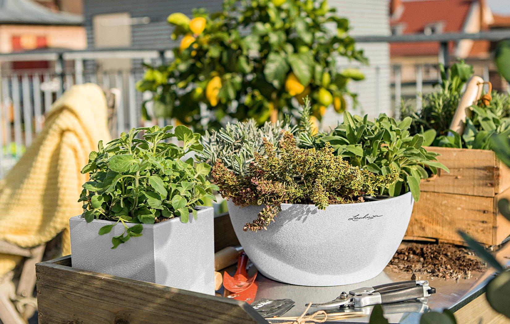 Lechuza Urban Gardening