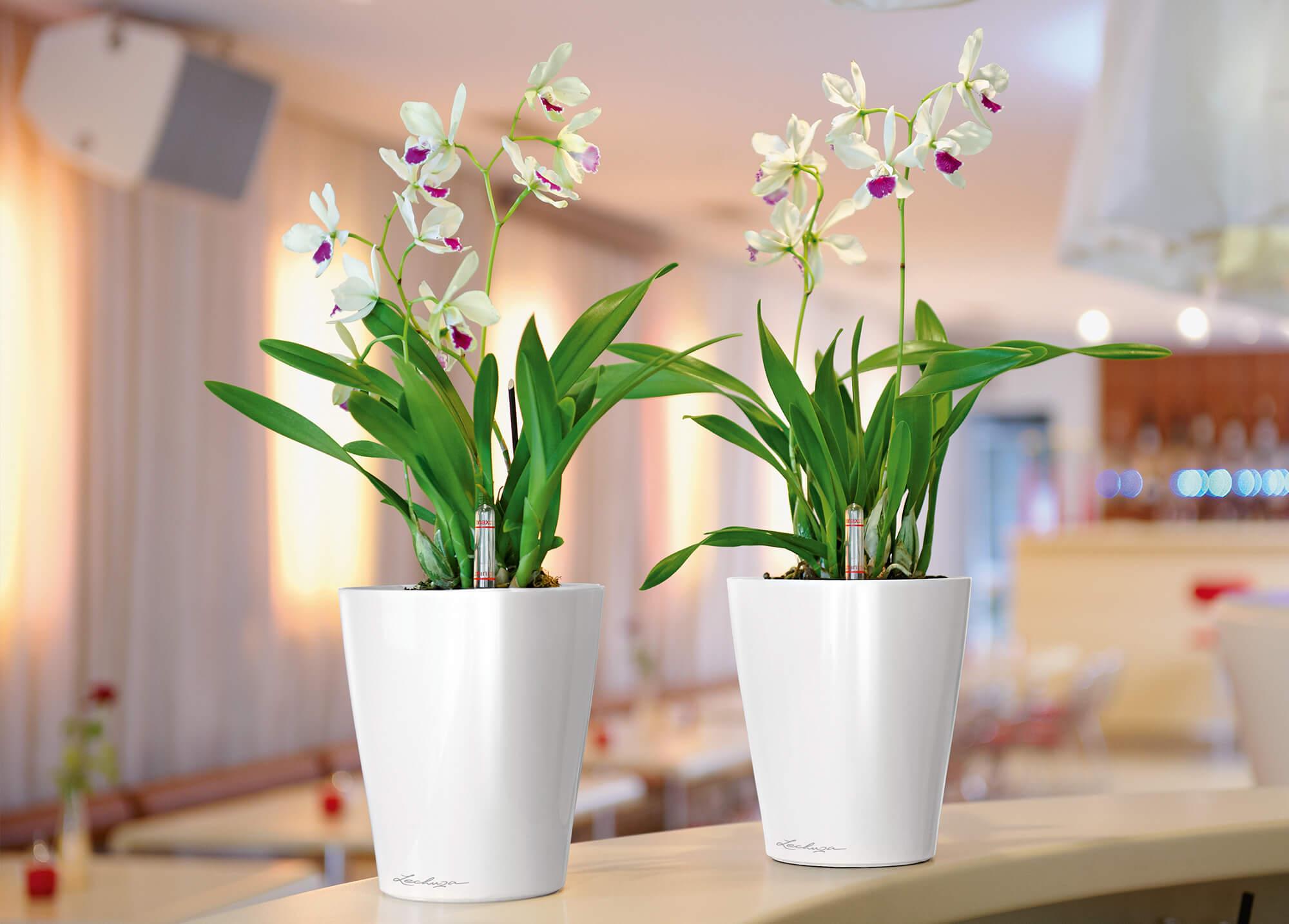 Tipps und Tricks zur Orchideenpflege