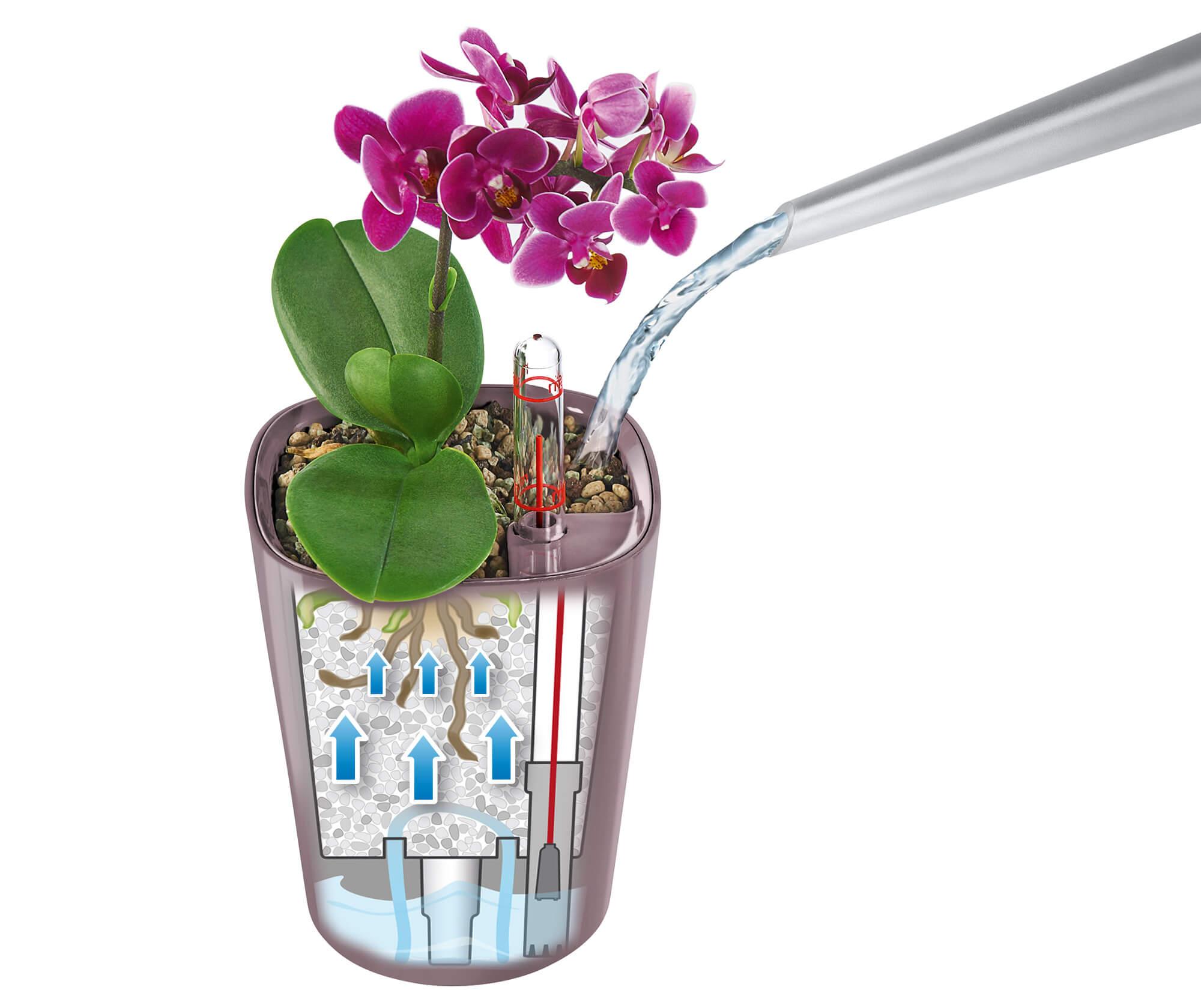 Tipps und Tricks zur Orchideenpflege