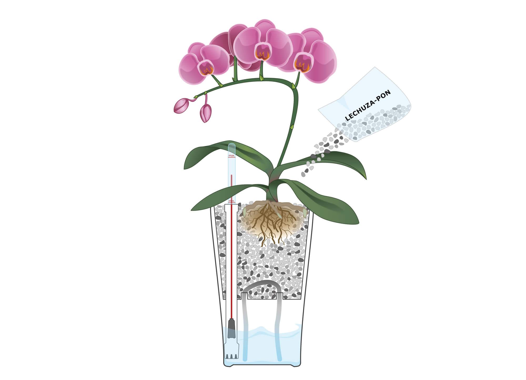 Tipps und Tricks zur Orchideenpflege