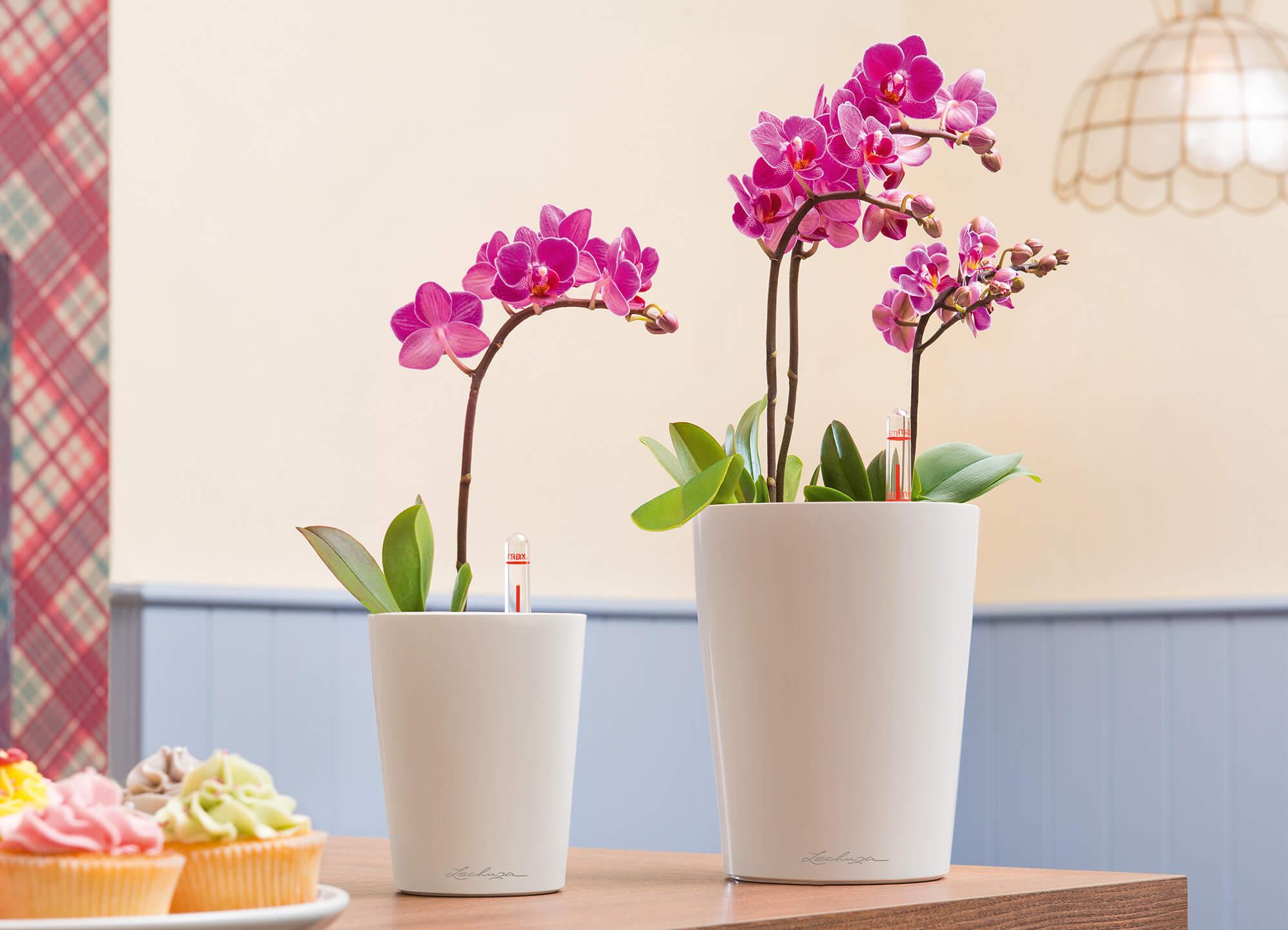 Tipps und Tricks zur Orchideenpflege